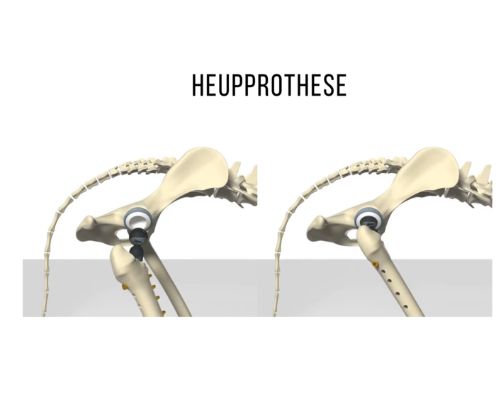 Heupprothese :: Op den Laeckhoff: Osteopathie - fysiotherapie